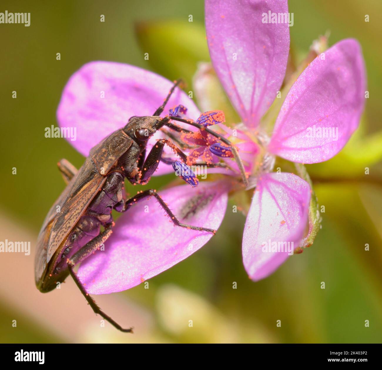 Seed bug Rhyparochromidae eating pollen of common stork's-bill, Erodium ...