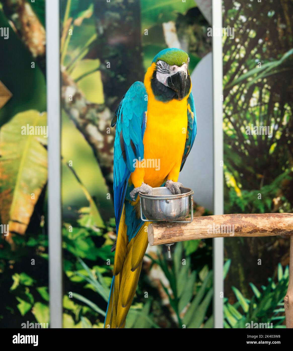 Macaw parrot on a tropical background Stock Photo - Alamy