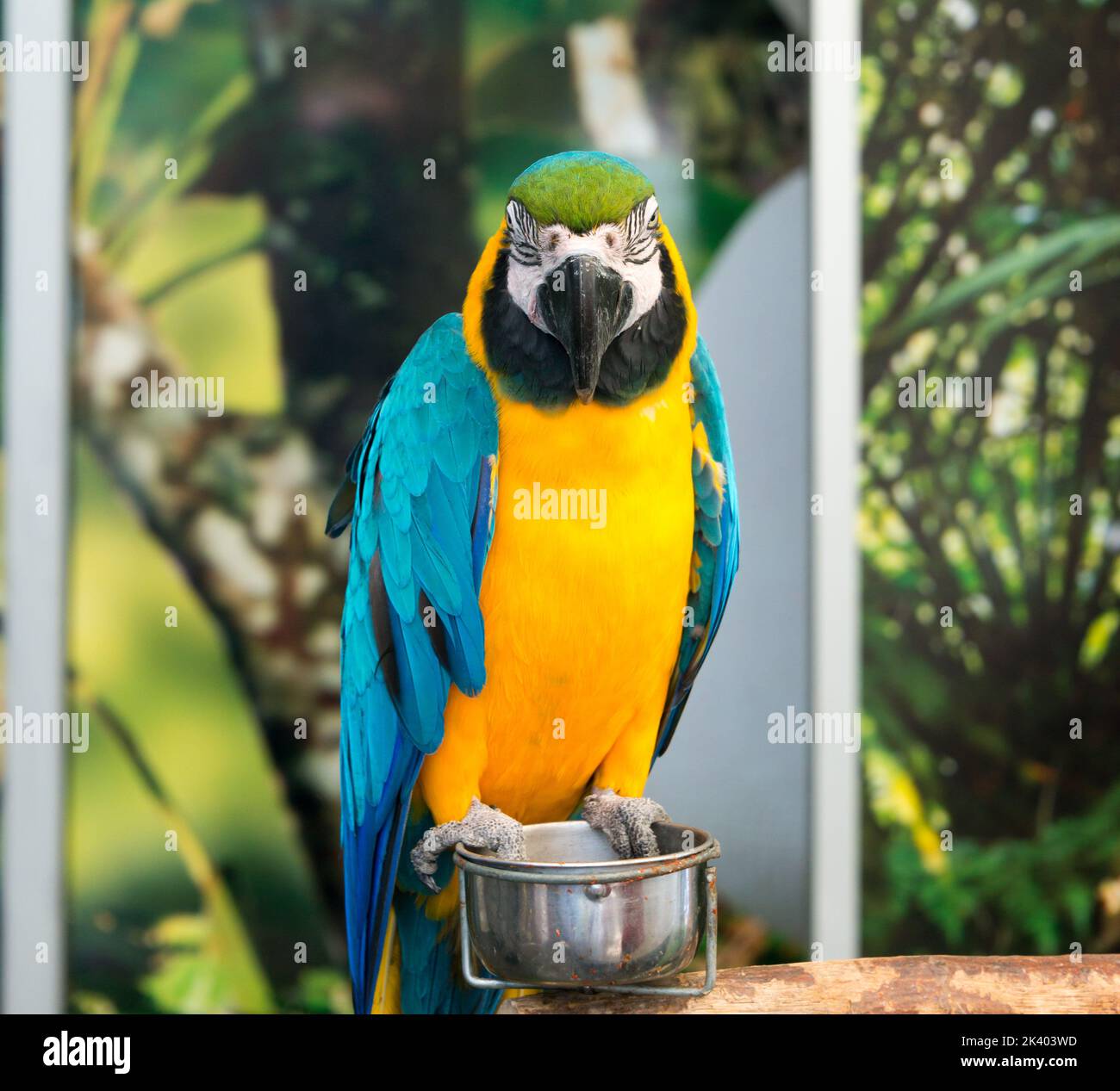 Exotic macaw parrot close-up Stock Photo - Alamy
