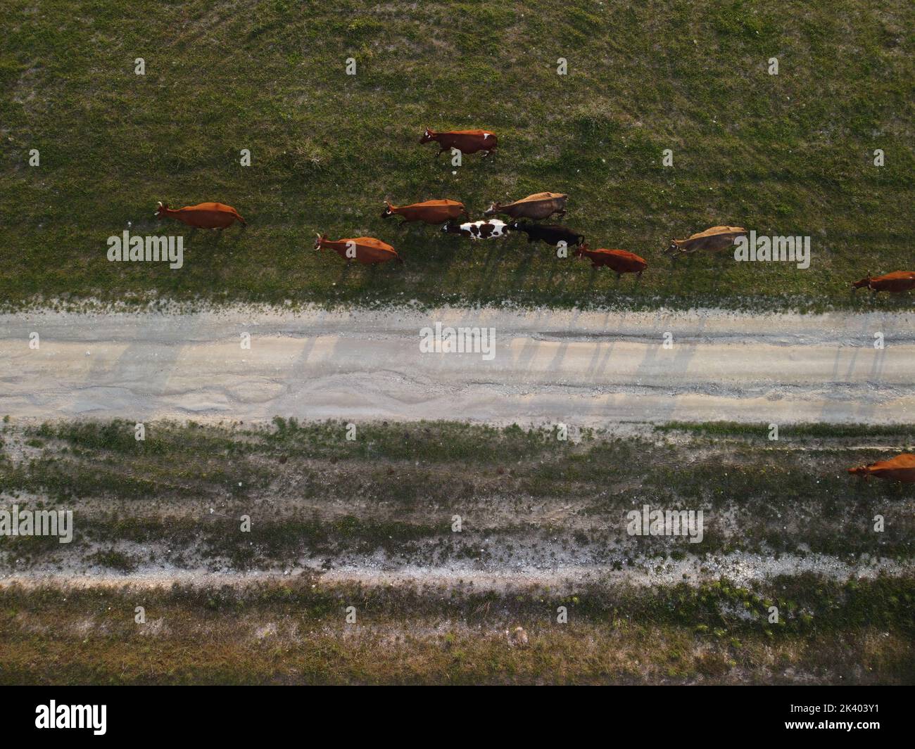AERIAL: Flying over a small herd of cattle cows walking uniformly down ...