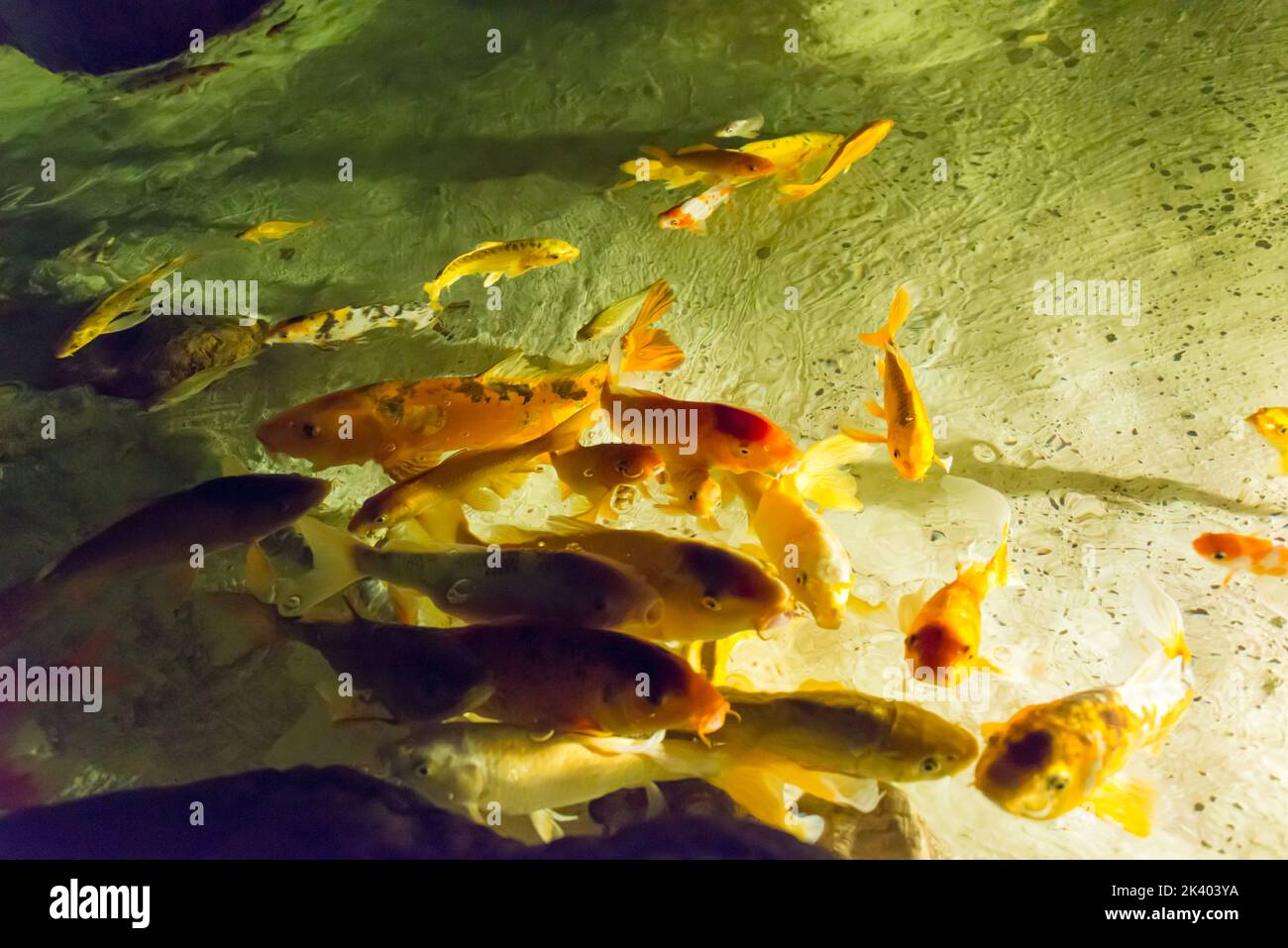 Gold-coloured fishes swimming Stock Photo - Alamy