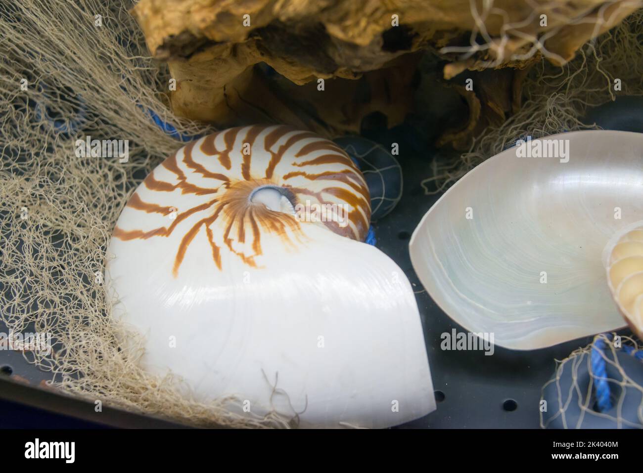 Seabed elegance hi-res stock photography and images - Alamy