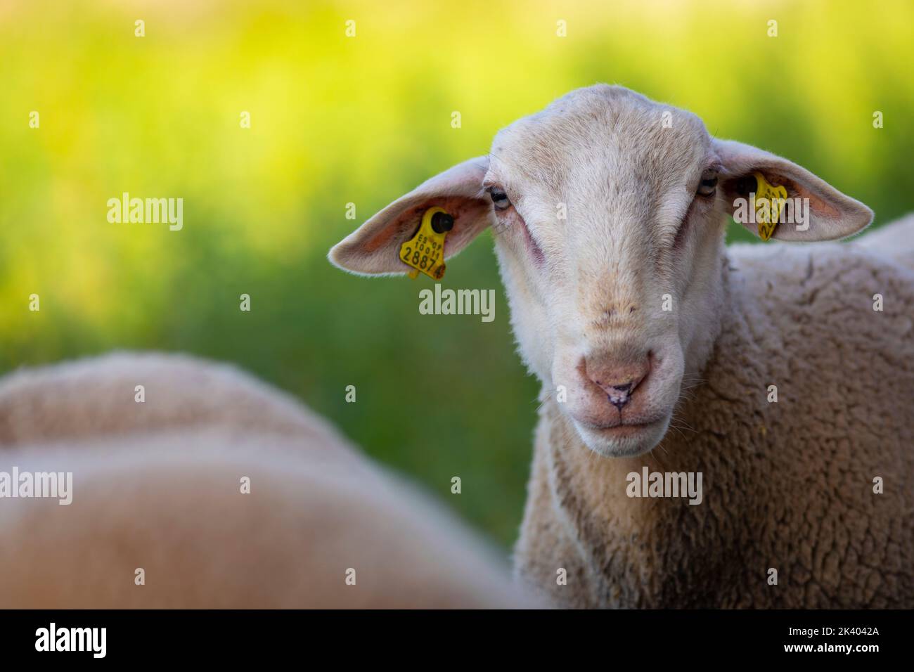 Inra 401 mixed sheep hi-res stock photography and images - Alamy