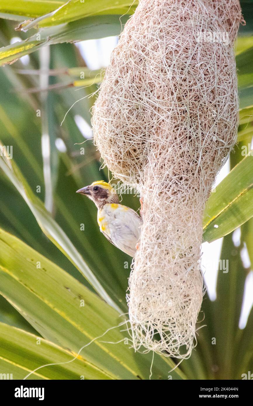 Baya weaver with it's nest and part of Baya weaver colony Stock Photo - Alamy