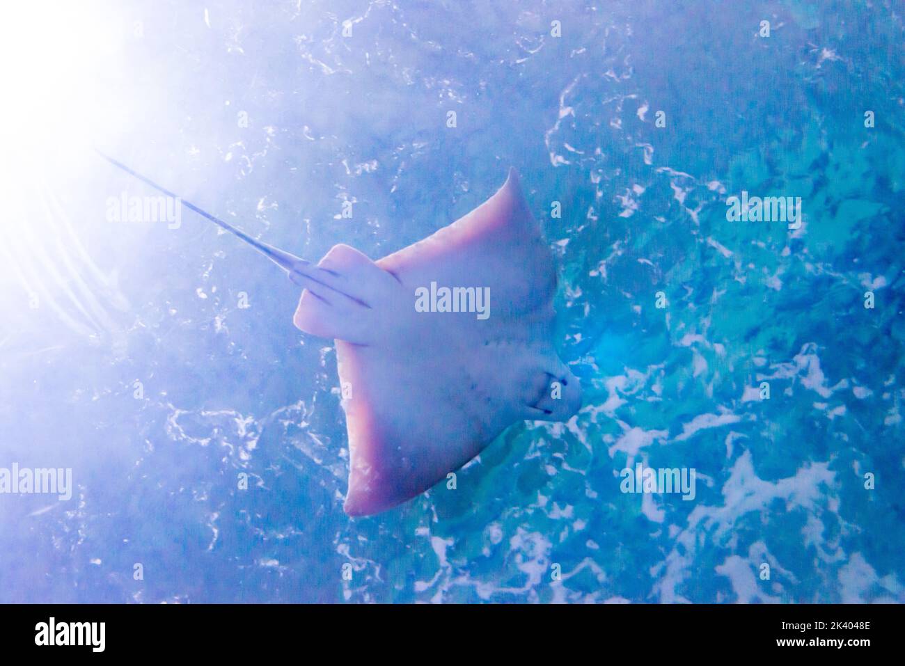 Stingray from above hi-res stock photography and images - Alamy