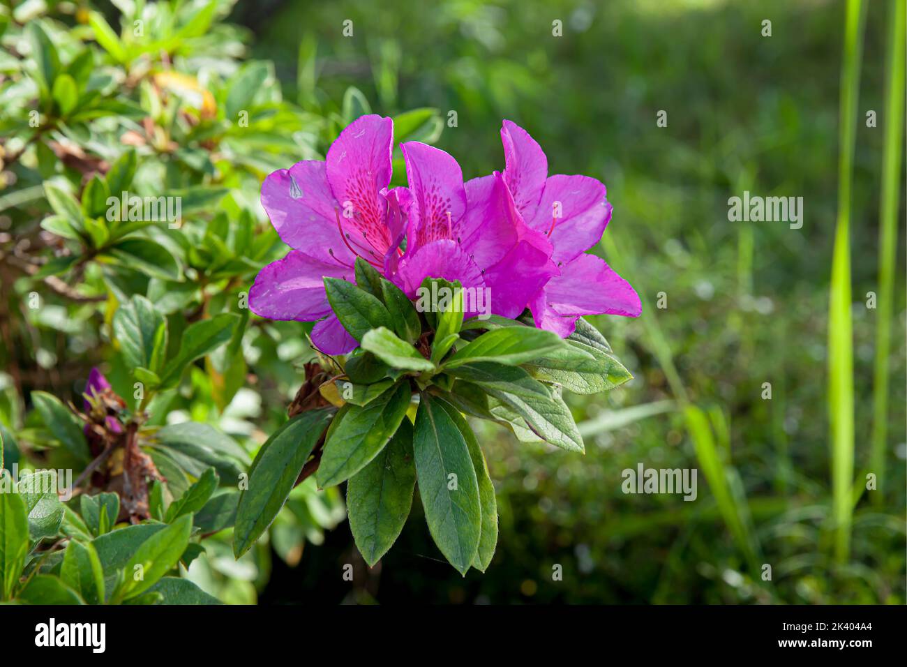 Azalea flowering plant blooming in sunny garden Stock Photo - Alamy