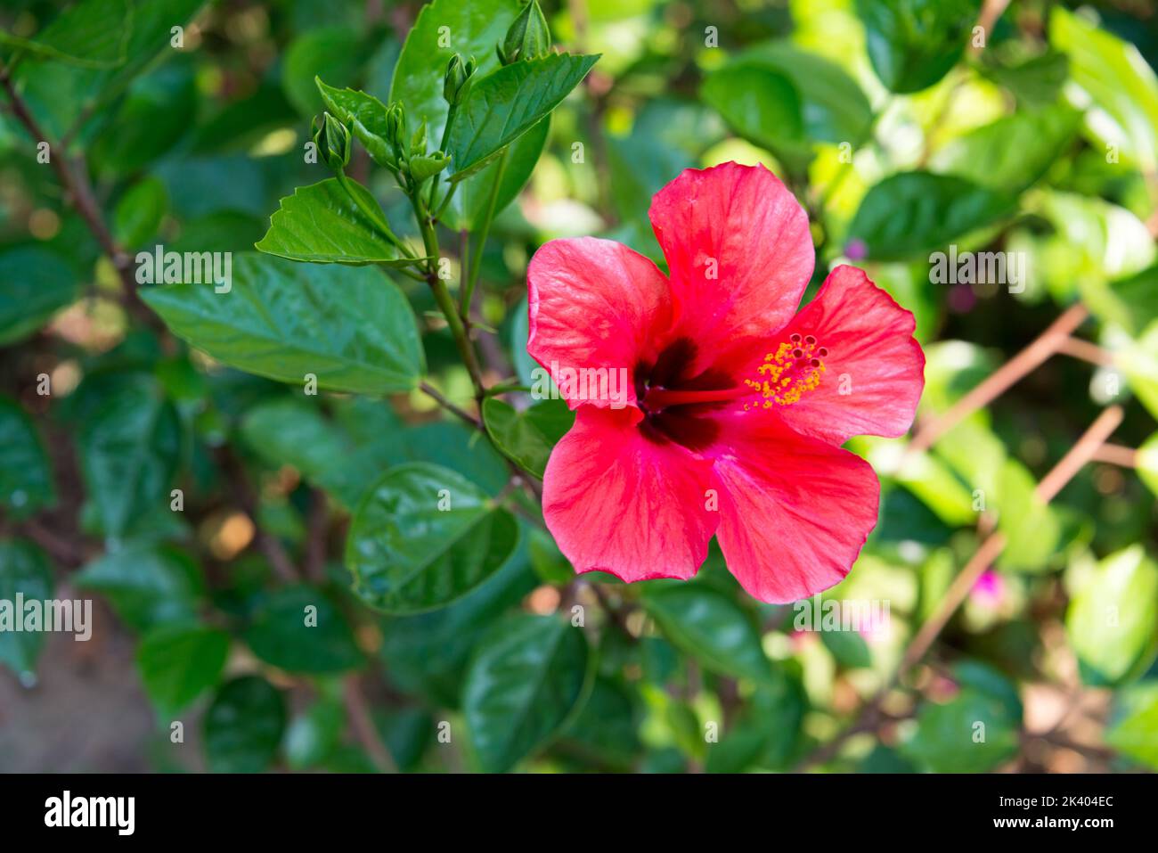 Flower head of red hibiscus flower Stock Photo - Alamy