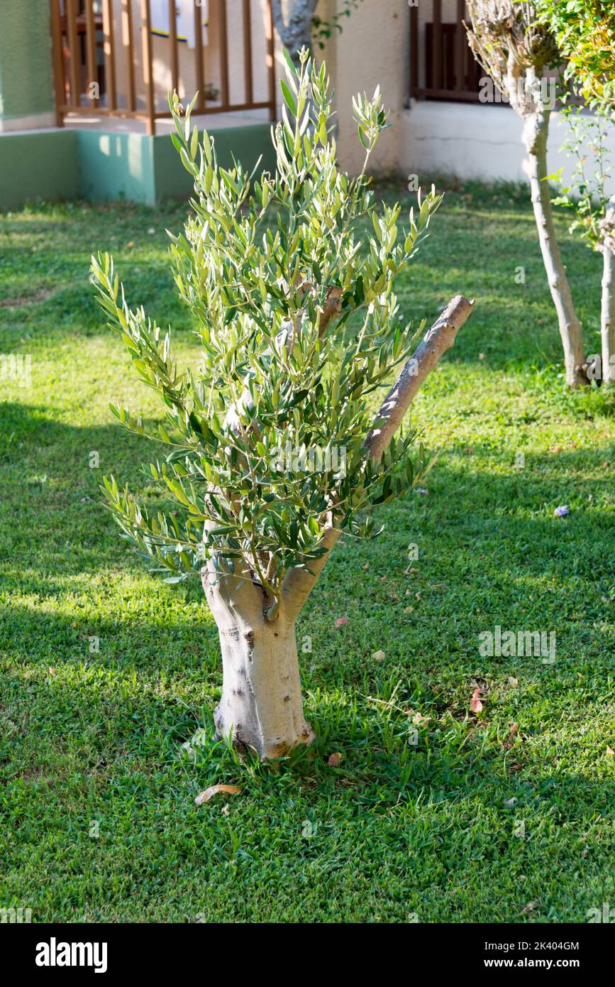 Tropical Tree on a fresh new cut lawn Stock Photo - Alamy