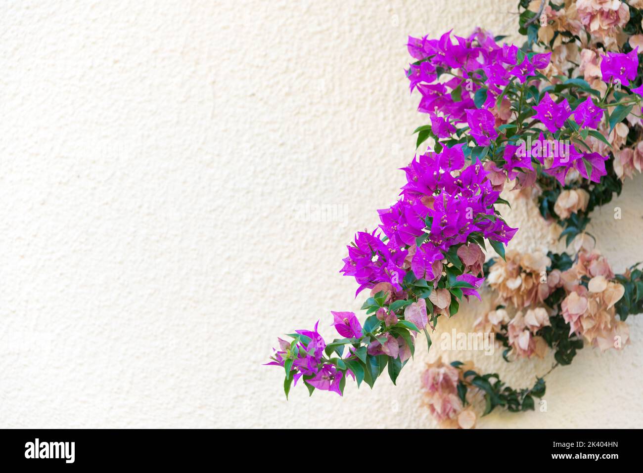 Large flowering spreading shrub of purple Bougainvillea tropical flower ...