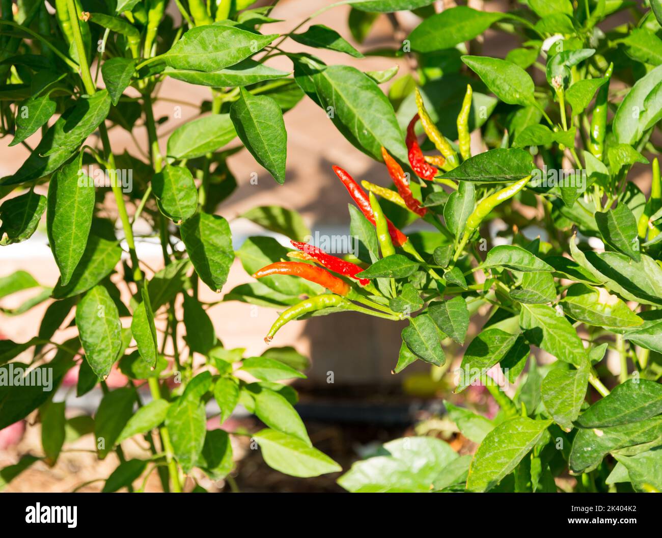 Plant of red hot chilli peper growing Stock Photo - Alamy