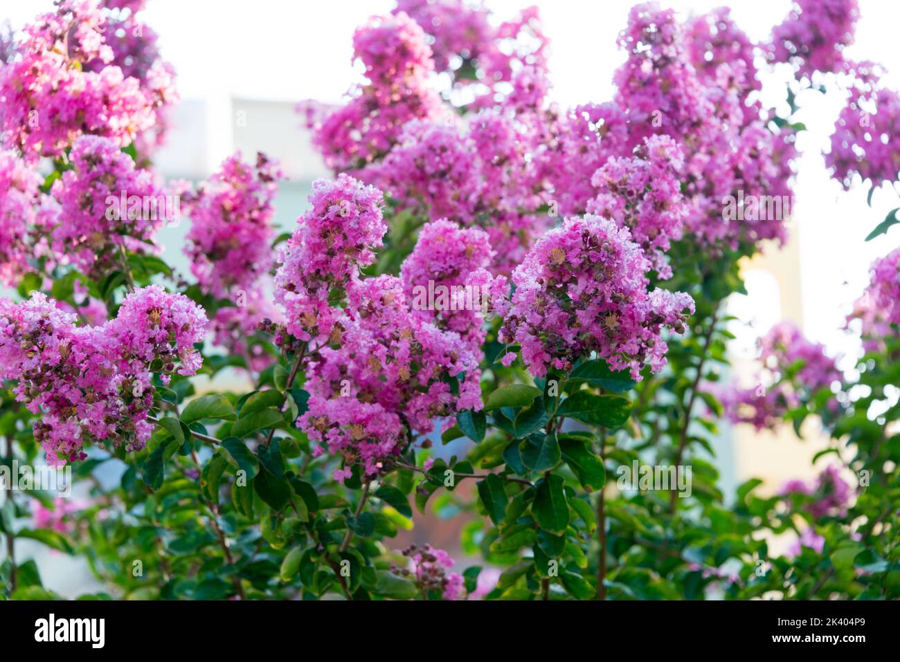 Petal multitude hi-res stock photography and images - Alamy