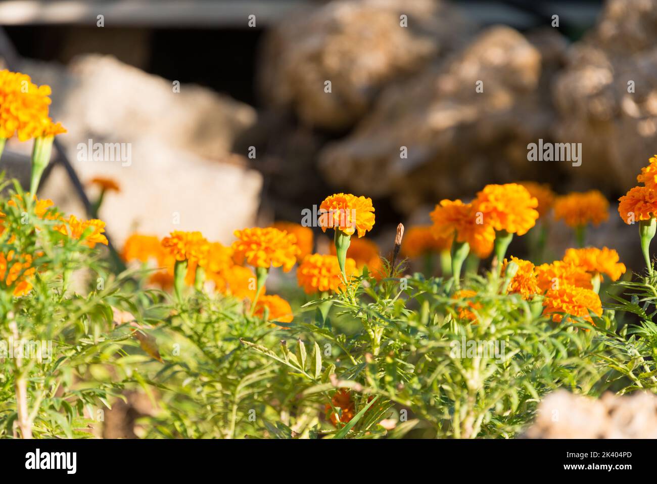 Close up gold coloured hi-res stock photography and images - Alamy