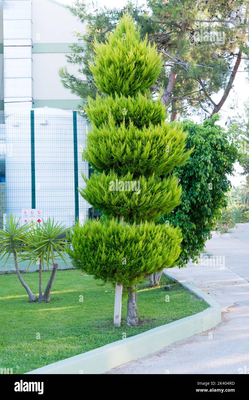 Tropical Climate specific trees Stock Photo - Alamy