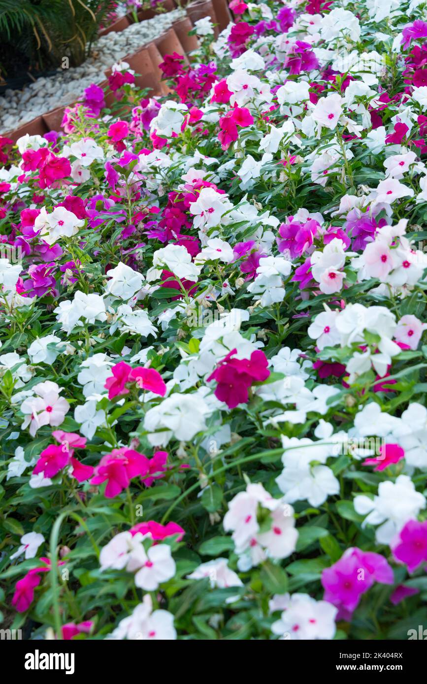 Flower Field in summertime Stock Photo - Alamy