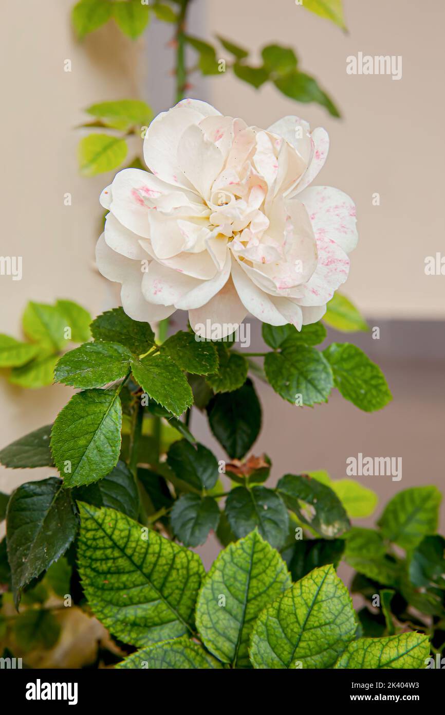 Rosa alba hi-res stock photography and images - Alamy