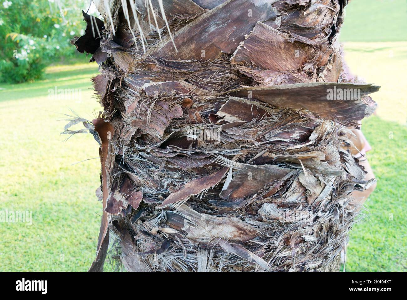 Tropical Tree Bark Stock Photo - Alamy