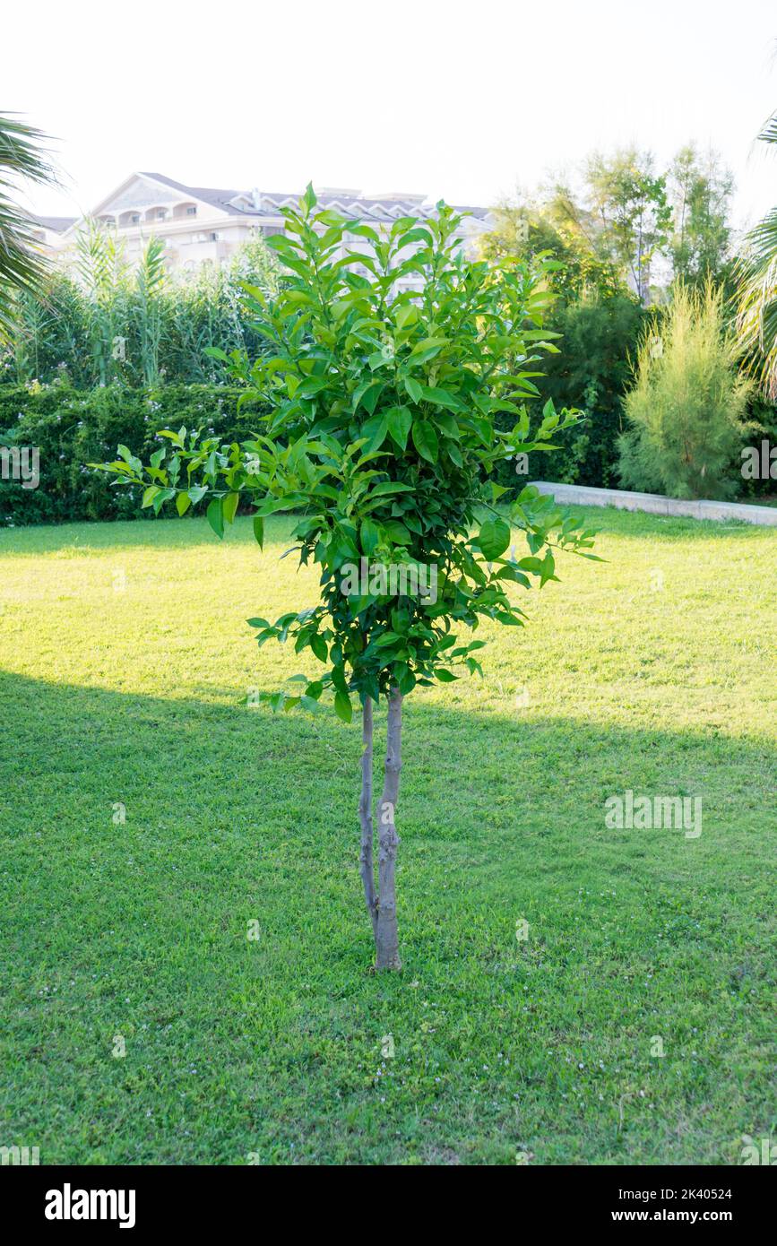 Foreground tropical tree scene Stock Photo - Alamy