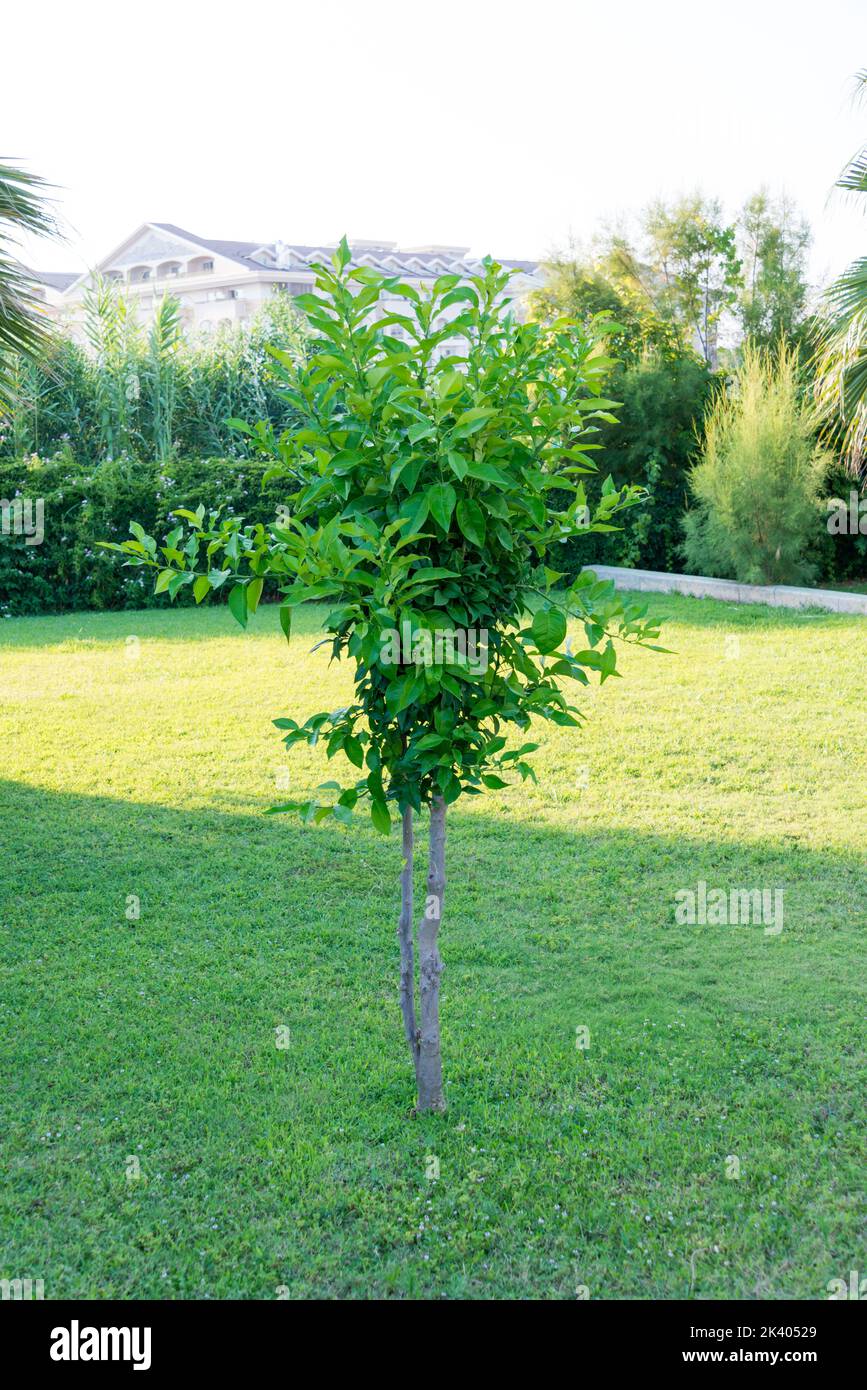 Tropical Tree in the center of the garden Stock Photo - Alamy