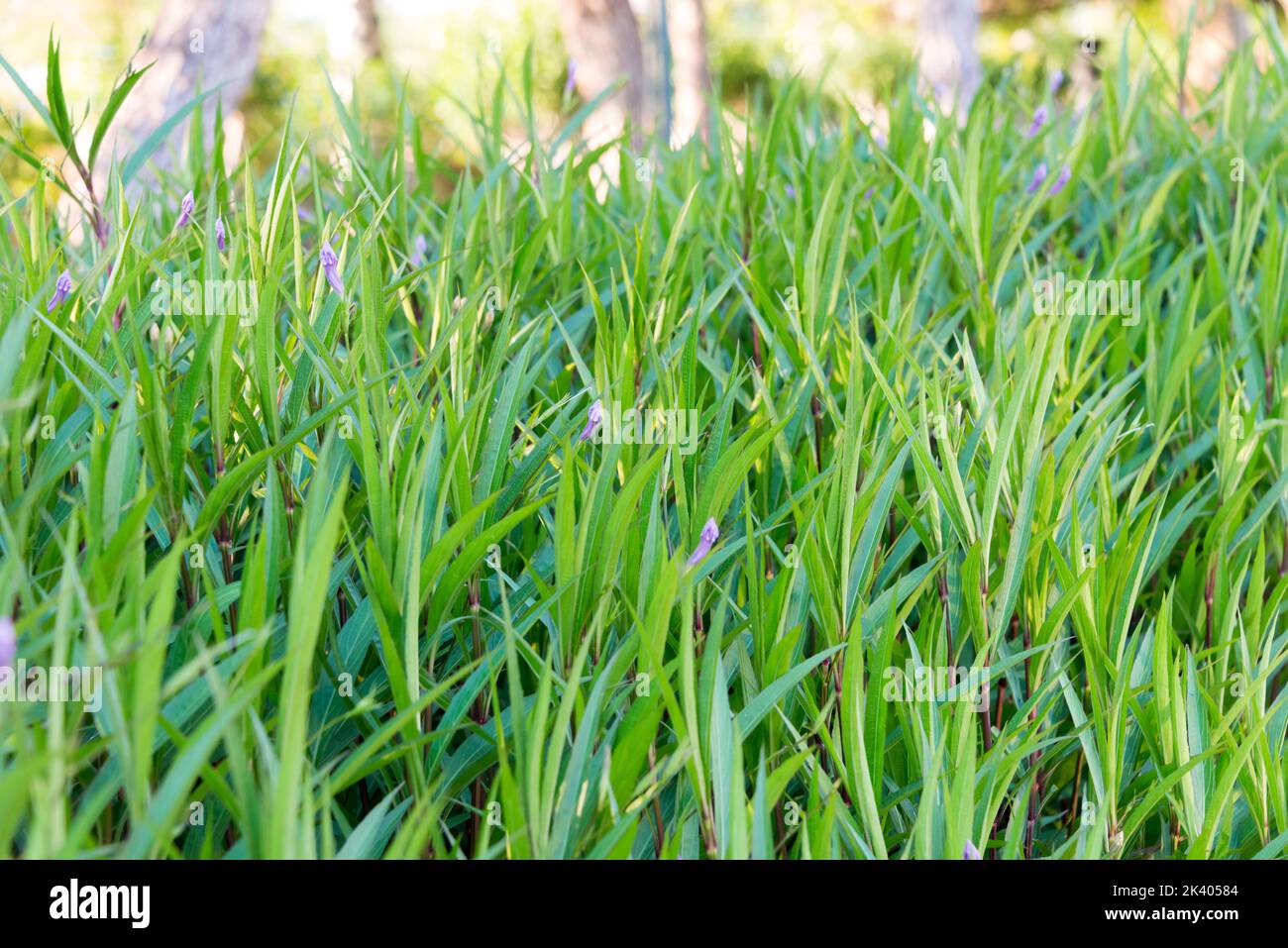 Grown grass lawn Stock Photo - Alamy
