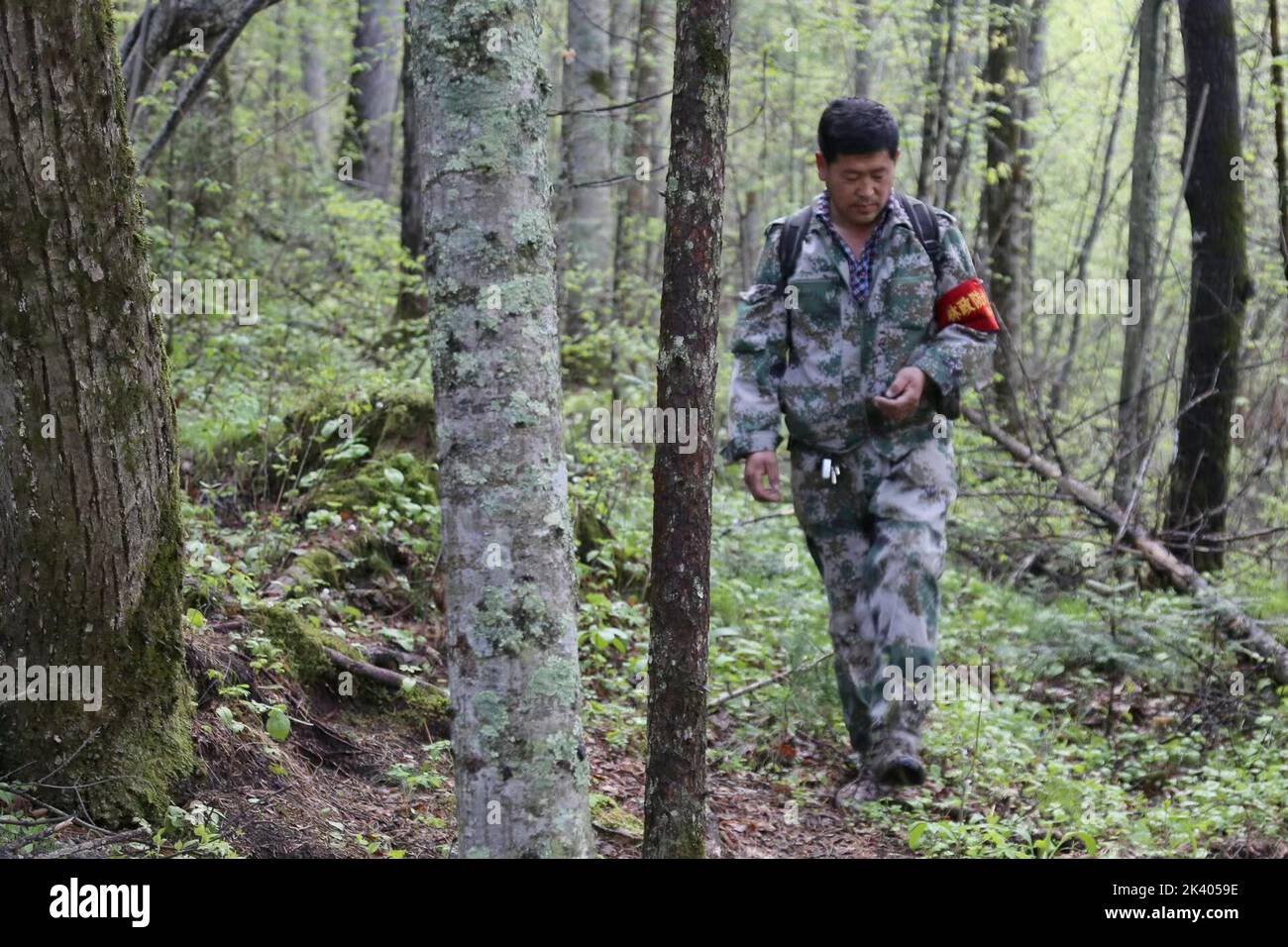 Harbin. 29th Sep, 2022. Undated file photo shows Wang Daohui working at the Heping forest farm ...