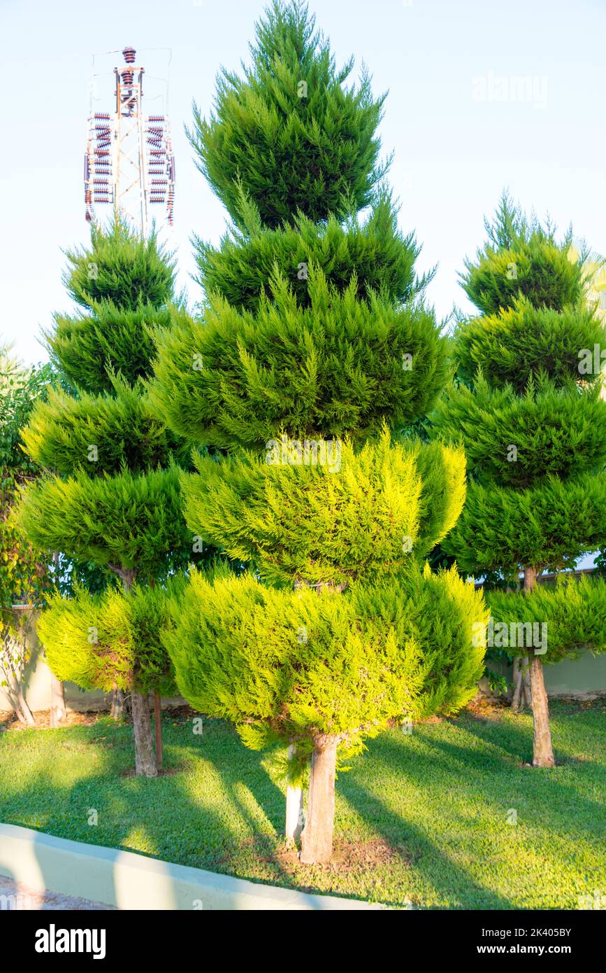 Cut-Out Symetrically Ornamental Tropical Tree Landscape Stock Photo - Alamy