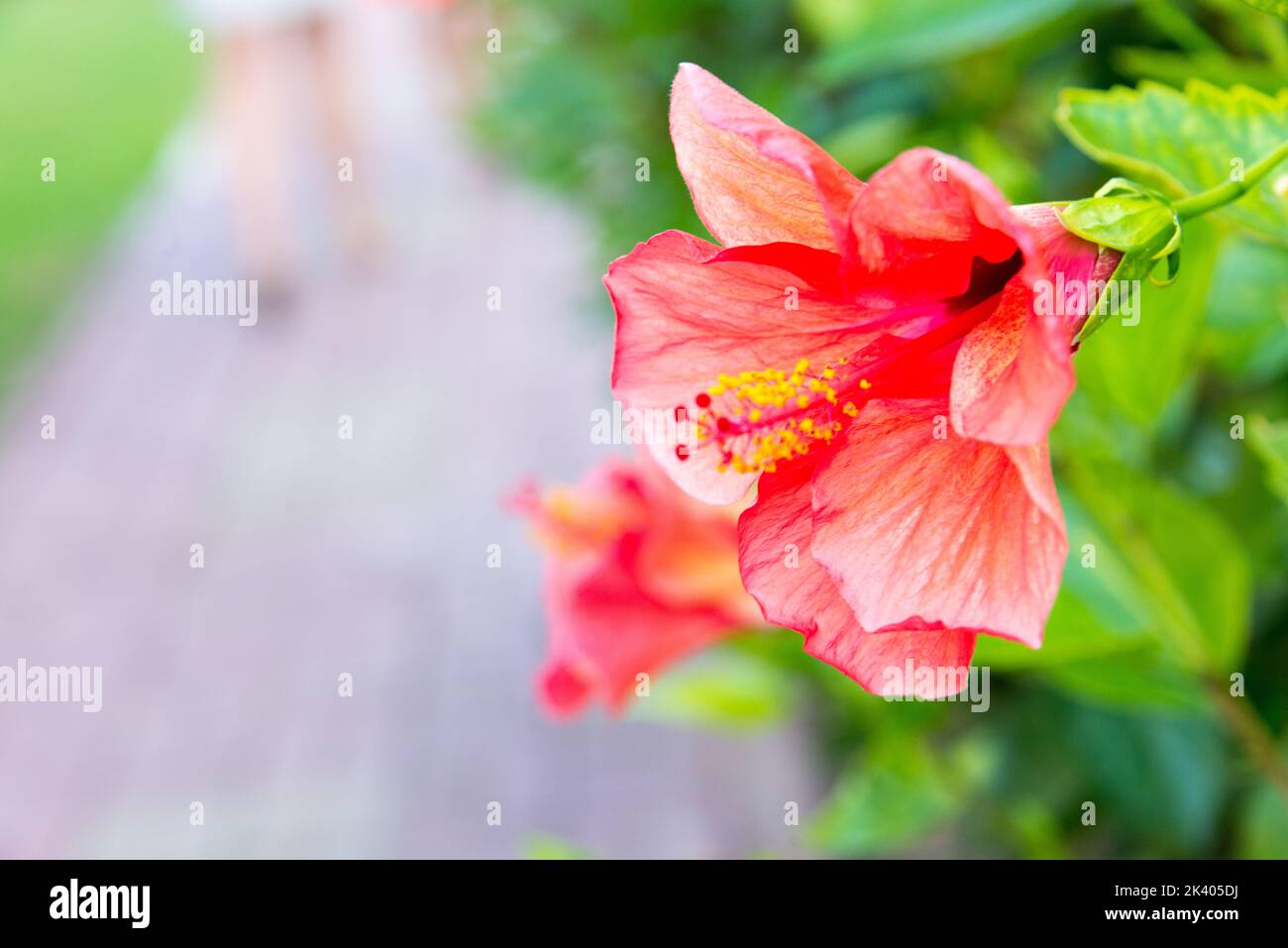 Lush green hibiscus foliage outdoors hi-res stock photography and ...