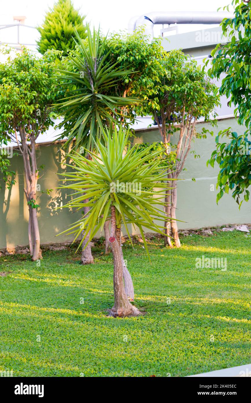 Little tropical tree starting to grow Stock Photo - Alamy