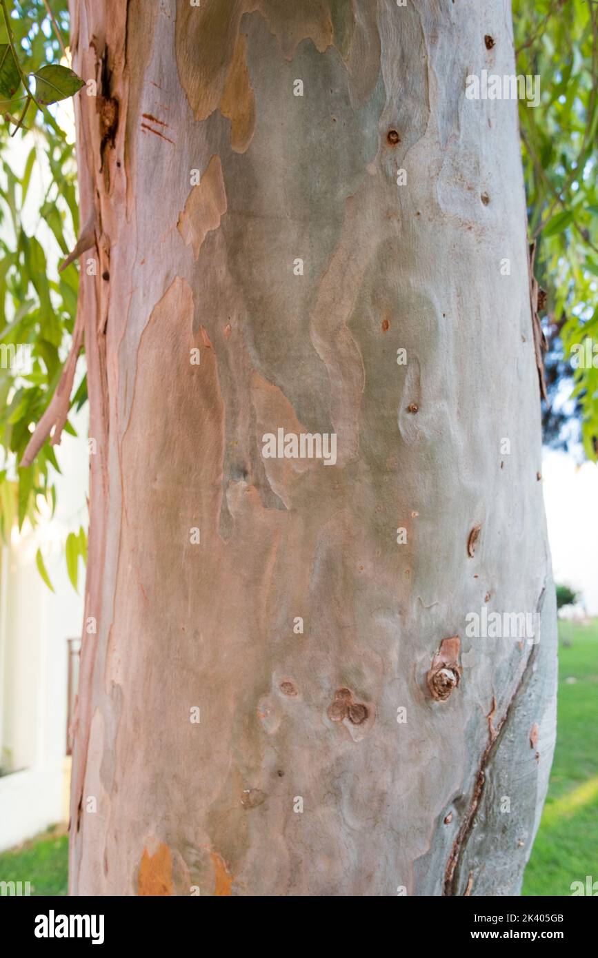 Smooth tree Trunk Stock Photo - Alamy