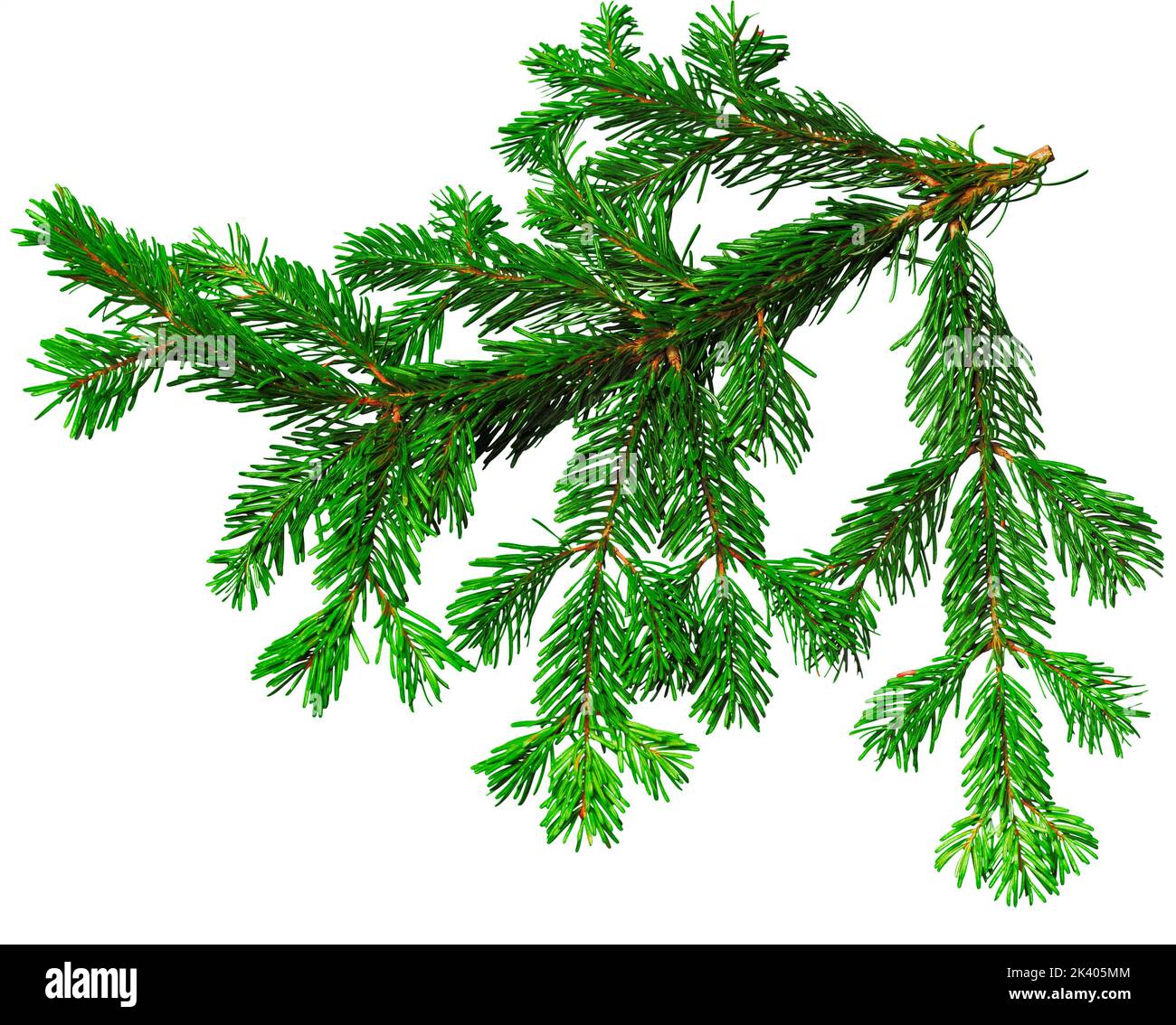 Fir branch isolated on white background Stock Photo - Alamy