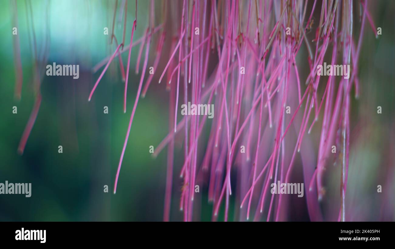 Pink tree root with blurred background Stock Photo - Alamy