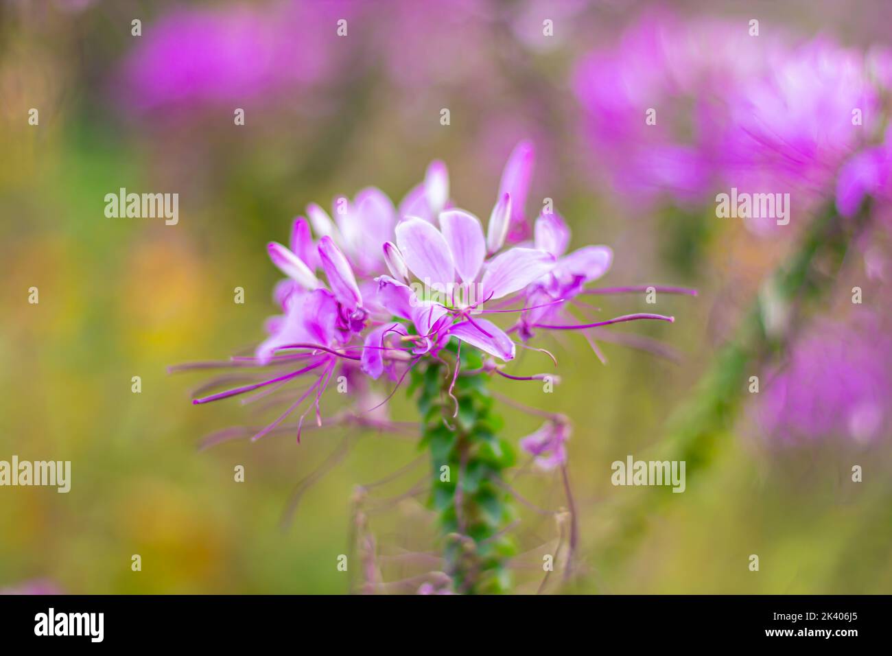 Cleome hassleriana, spider flower, spider plant, pink queen ...