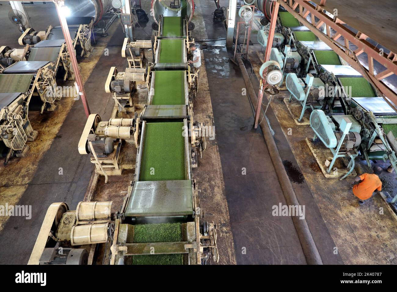 Worker checks tea leaves on a machine where tea is separated by size ...
