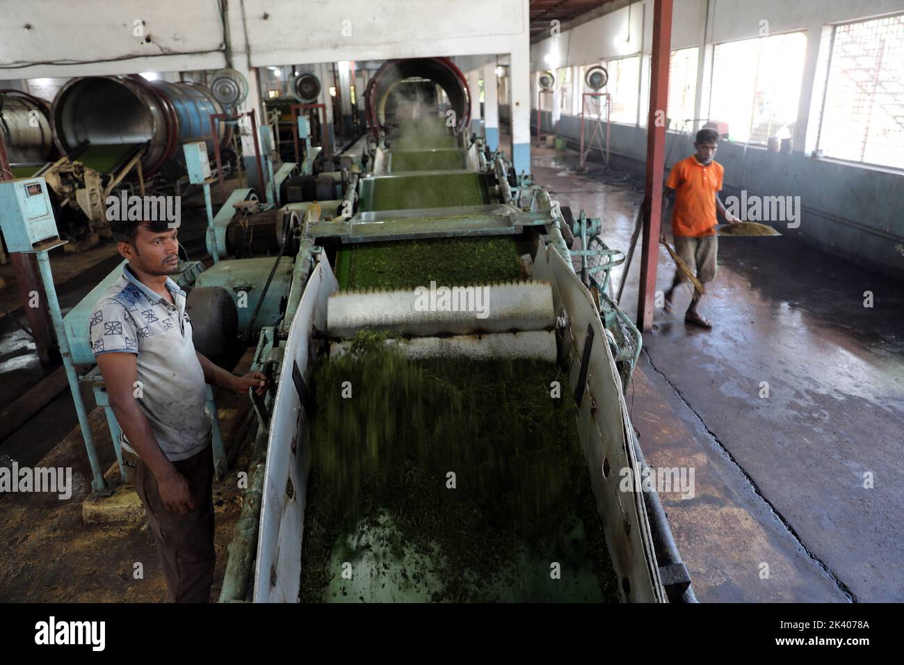 Worker checks tea leaves on a machine where tea is separated by size ...