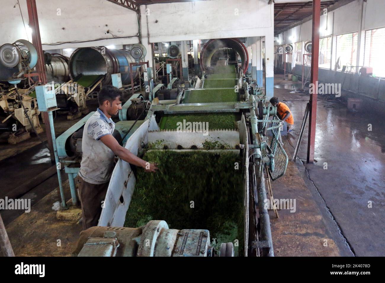 Bangladesh tea processing hi-res stock photography and images - Alamy