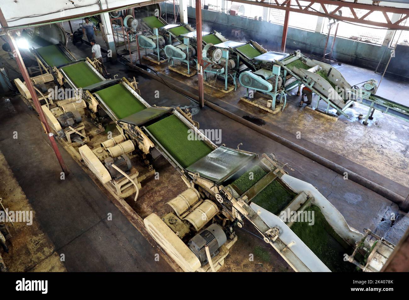 Worker checks tea leaves on a machine where tea is separated by size ...