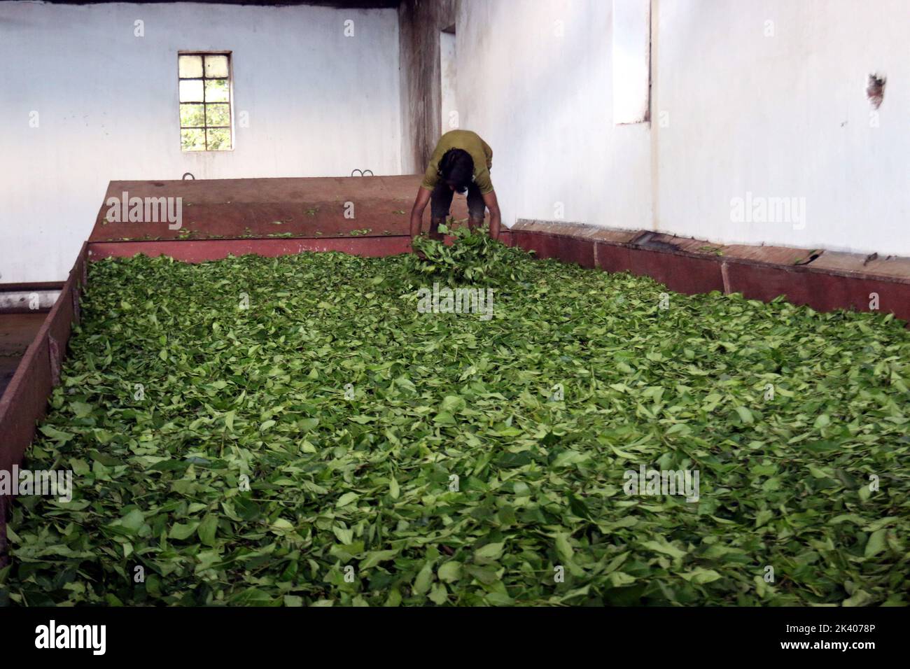 Worker checks tea leaves on a machine where tea is separated by size ...