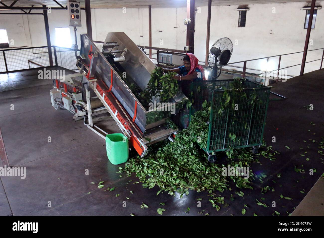Worker checks tea leaves on a machine where tea is separated by size ...