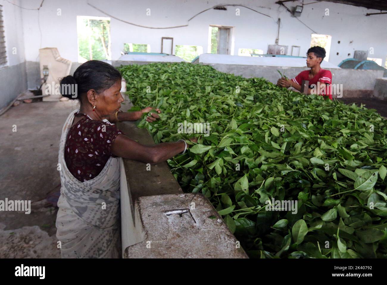 Worker checks tea leaves on a machine where tea is separated by size ...