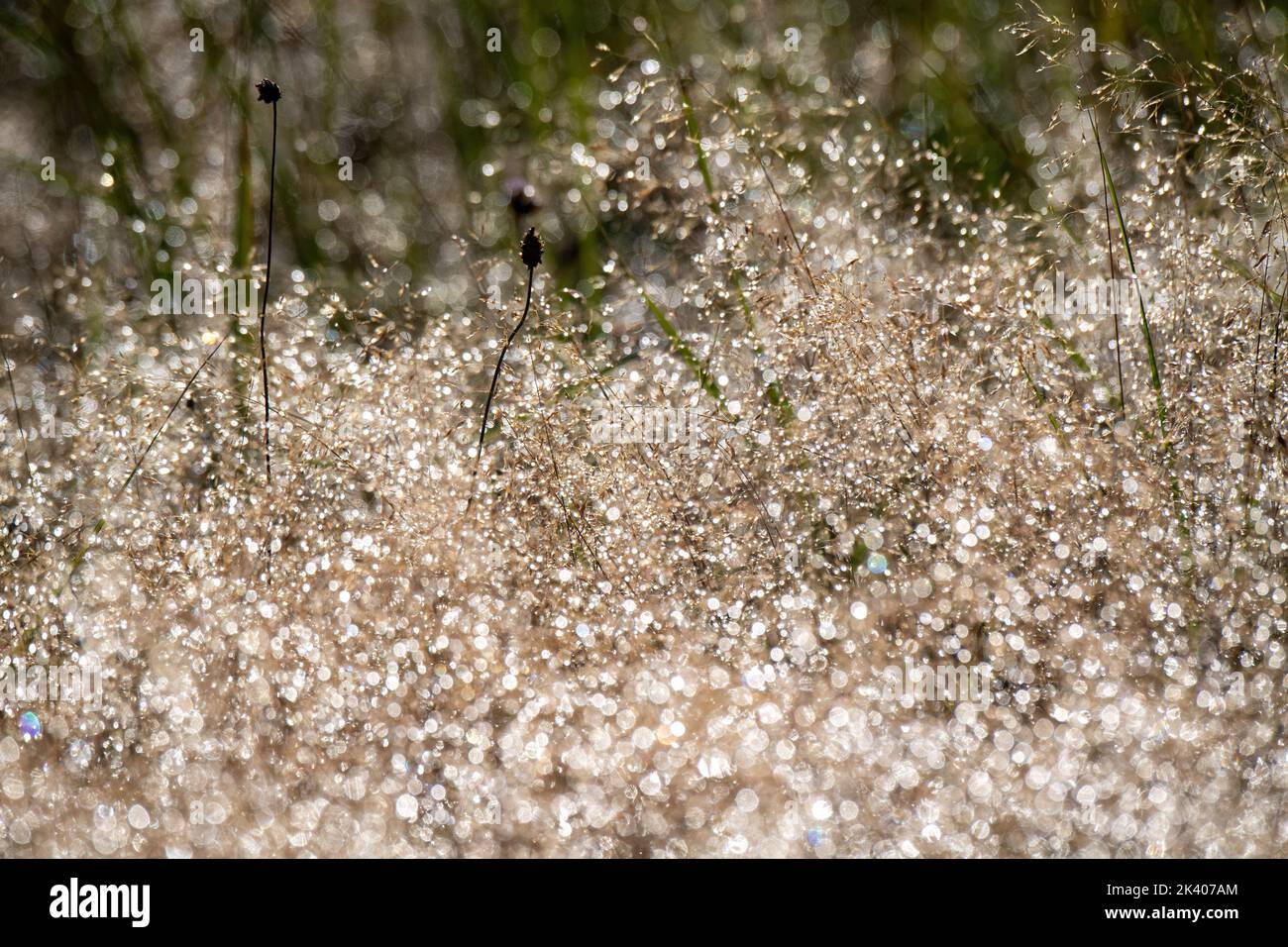 Thousandfold hi-res stock photography and images - Alamy