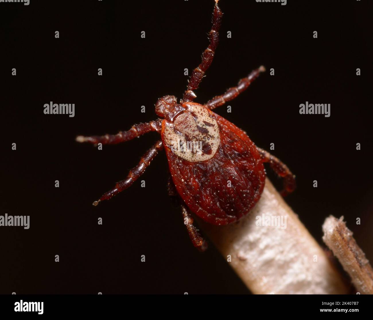 Hard-bodied tick Ixodes standing in a threatening pose on a plant stem ...
