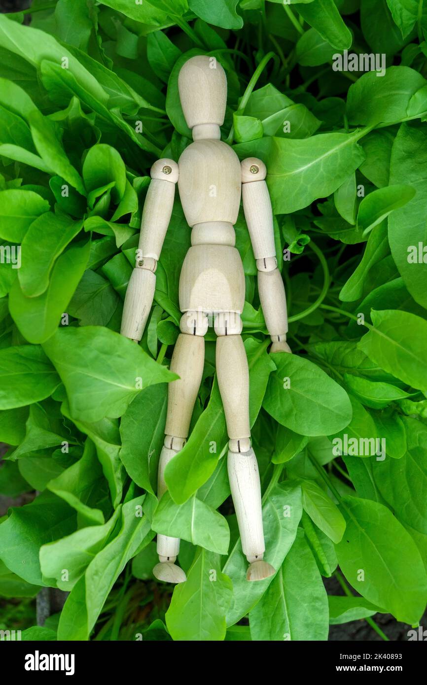 Green leaves of sorrel. Vegetable culture and medicinal plant Rumex ...