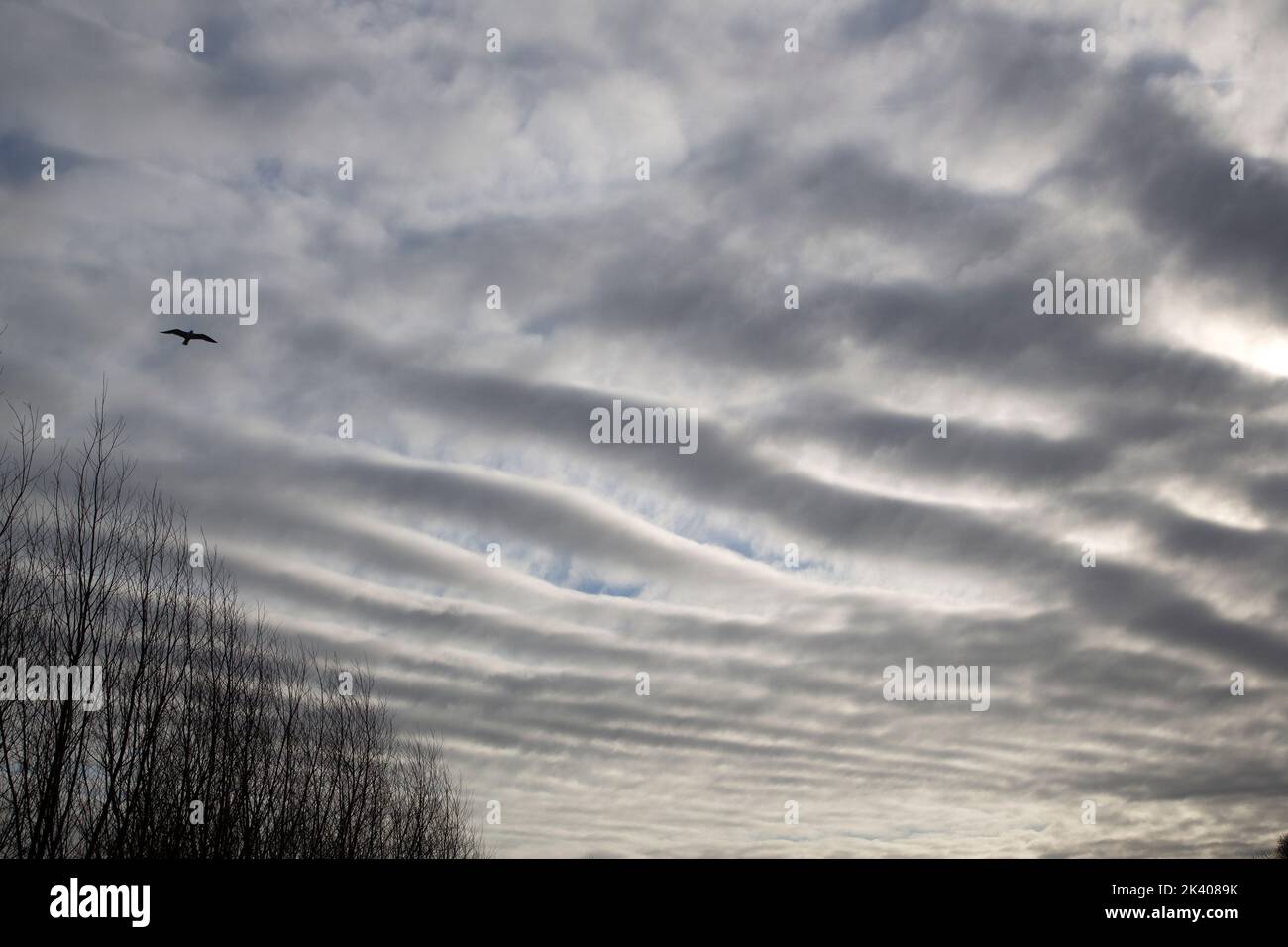 Row of wave shaped clouds, Stratocumulus stratiformis undulatus Stock ...