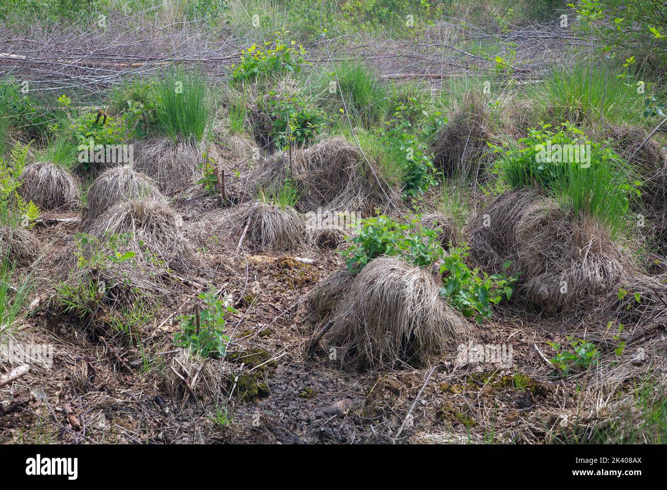 Dried out tussocks of grass and sprouting silver birches in Dutch ...
