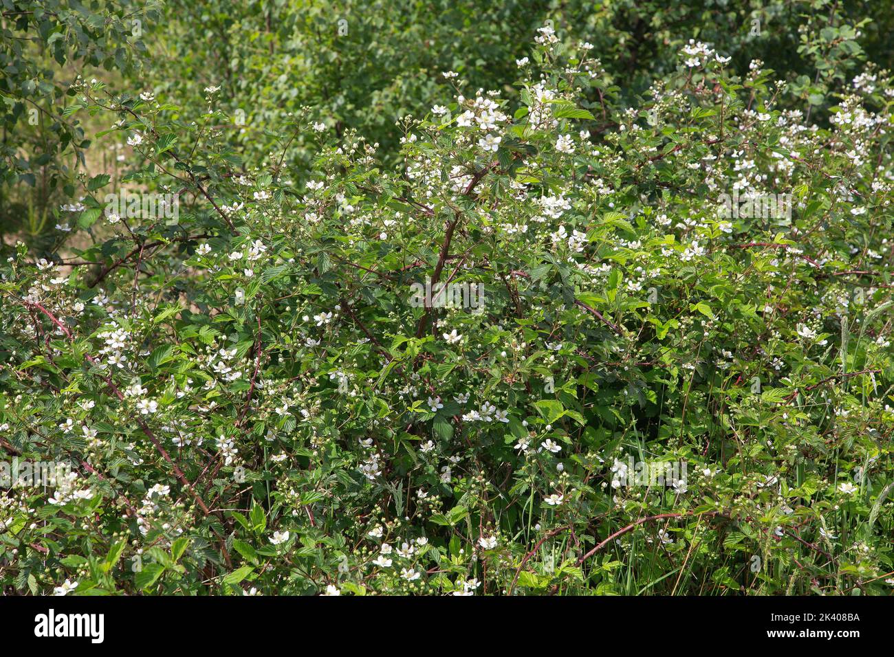 Flowery bush of Blackberries (Rubus sp.) in National Park De Groote ...