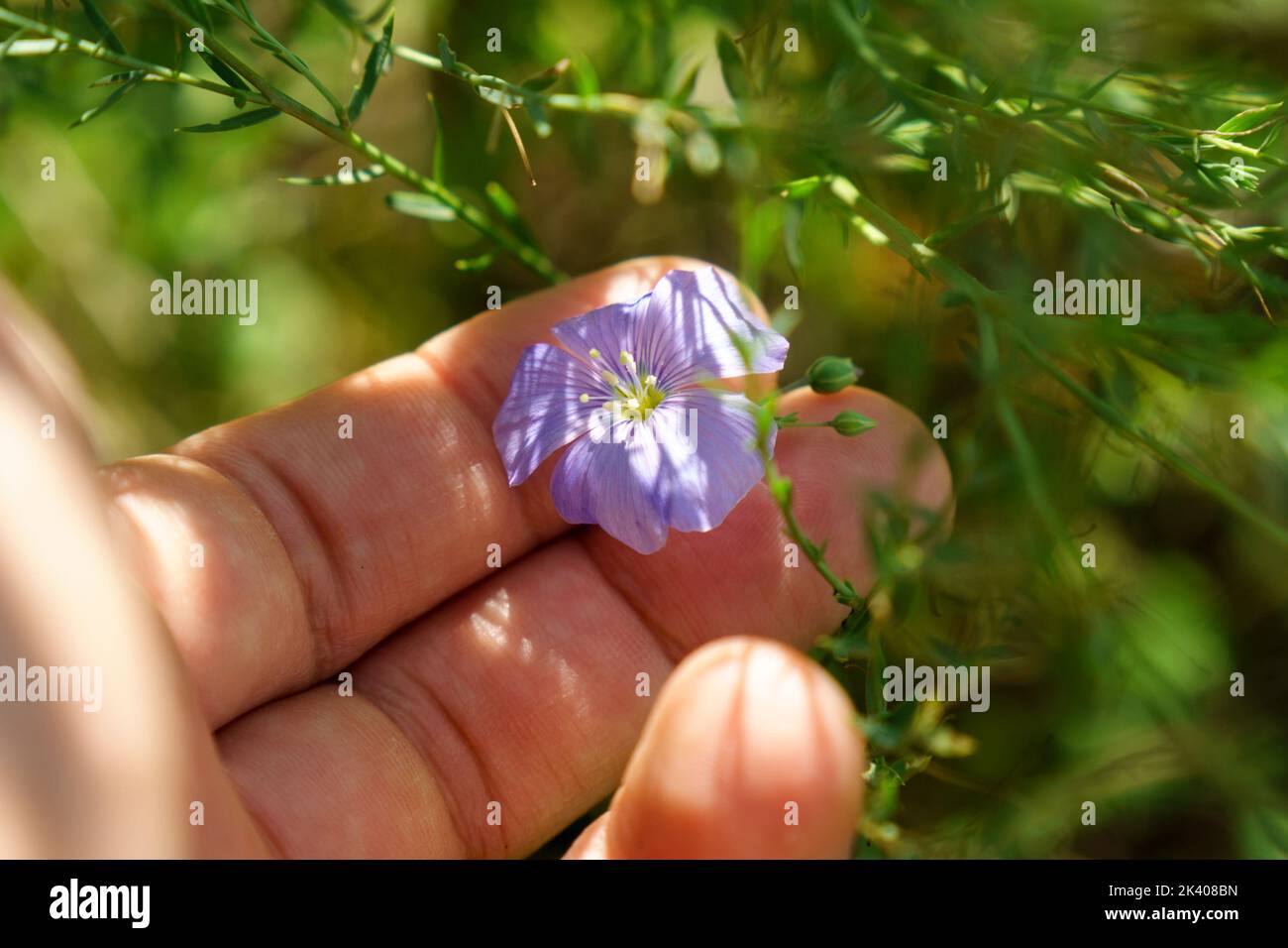 Flax seed cultivation hi-res stock photography and images - Alamy