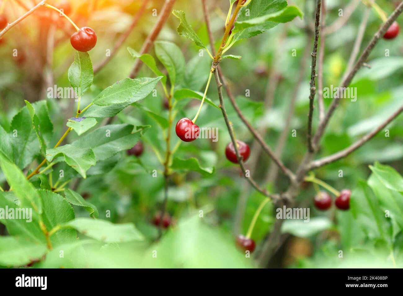 Ripe red cherries hanging on cherry tree branch with blurred background ...