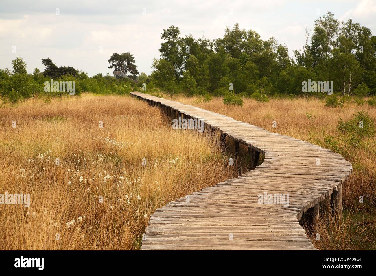 Wooden foot bridge through swampy part of Dutch National Park De Groote ...
