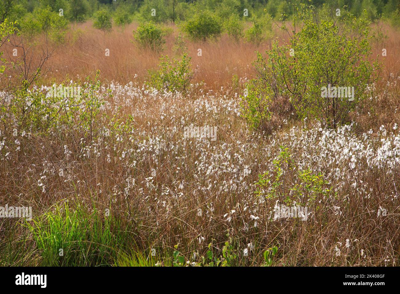 Common cottongrass (Eriophorum angustifolium) in Dutch National Park De ...