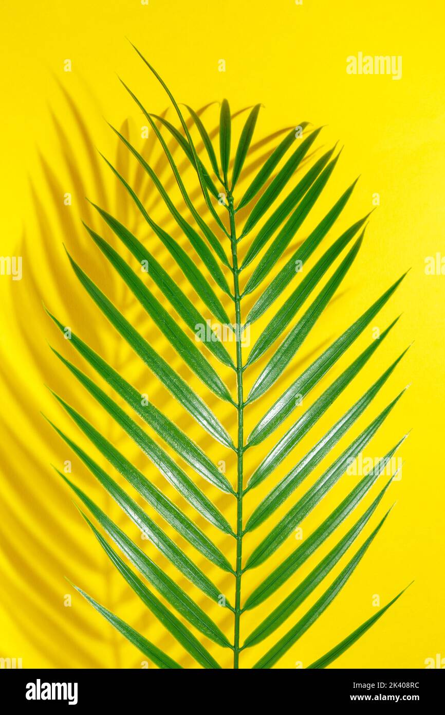 Top view of the green shade of tropical leaves. Flat lay. bright yellow ...