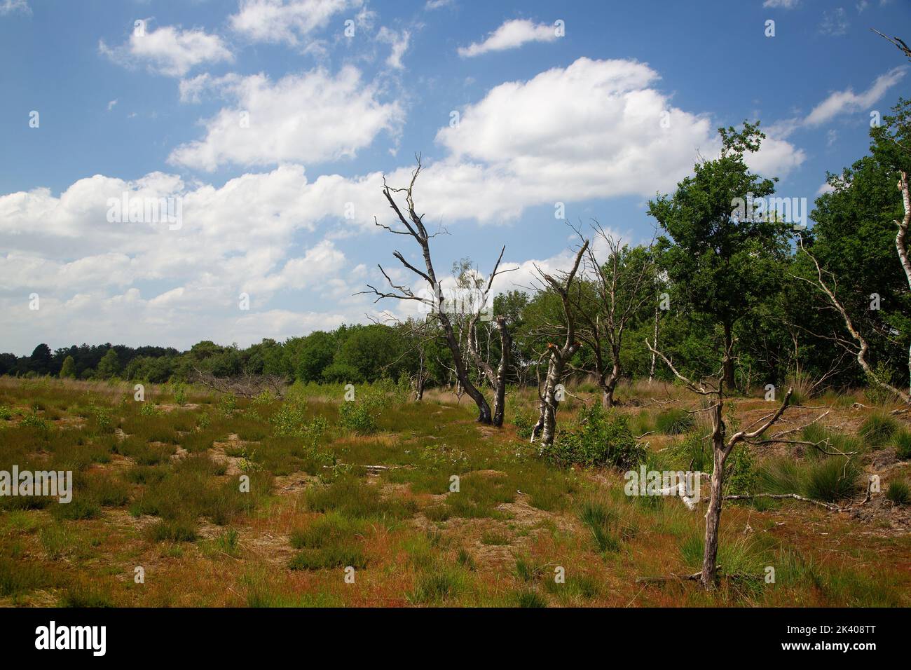Heathfield recovered from recent fire in Dutch National Park De ...